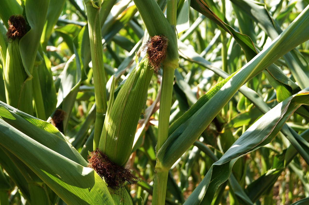 Fresh Local Sweet Corn – GreenTree Co-op Market